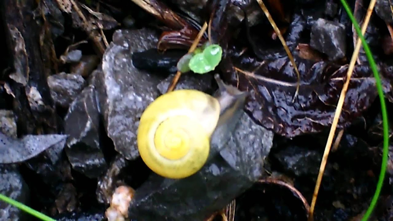 Escargots de jardins (Cepaea nemoralis et C. hortensis) - YouTube