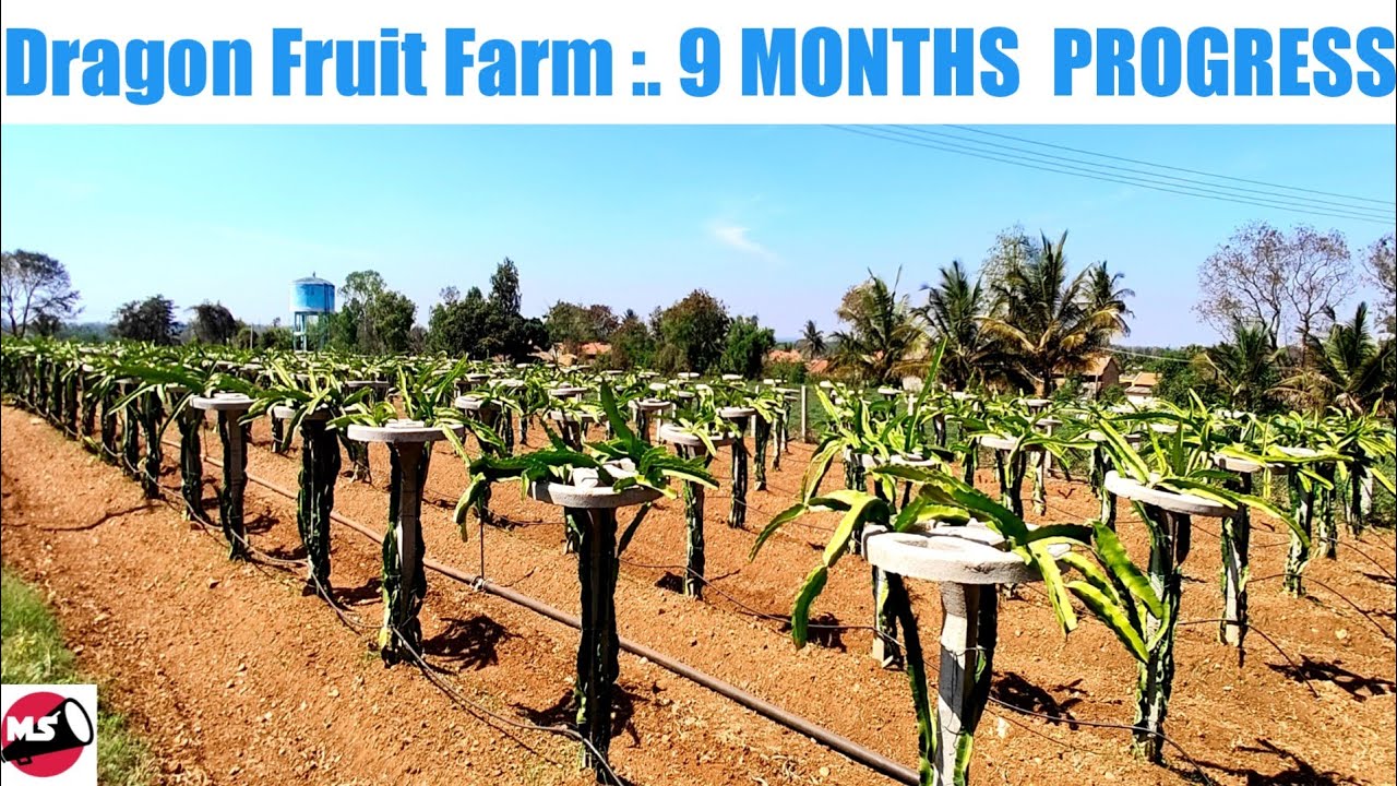 Dragon Fruit Farm : 9 Months Progress | Dragon Fruit Farming Karnataka - YouTube