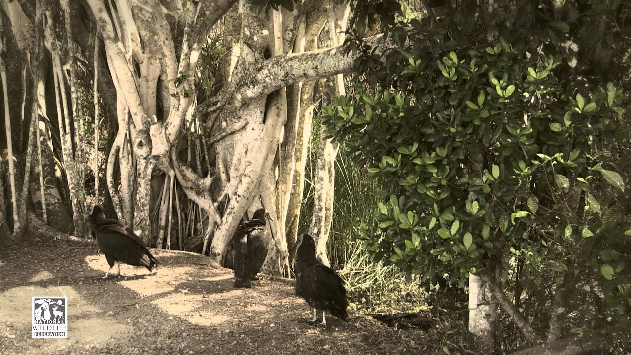 Zombies vs Wildlife: Vultures - YouTube