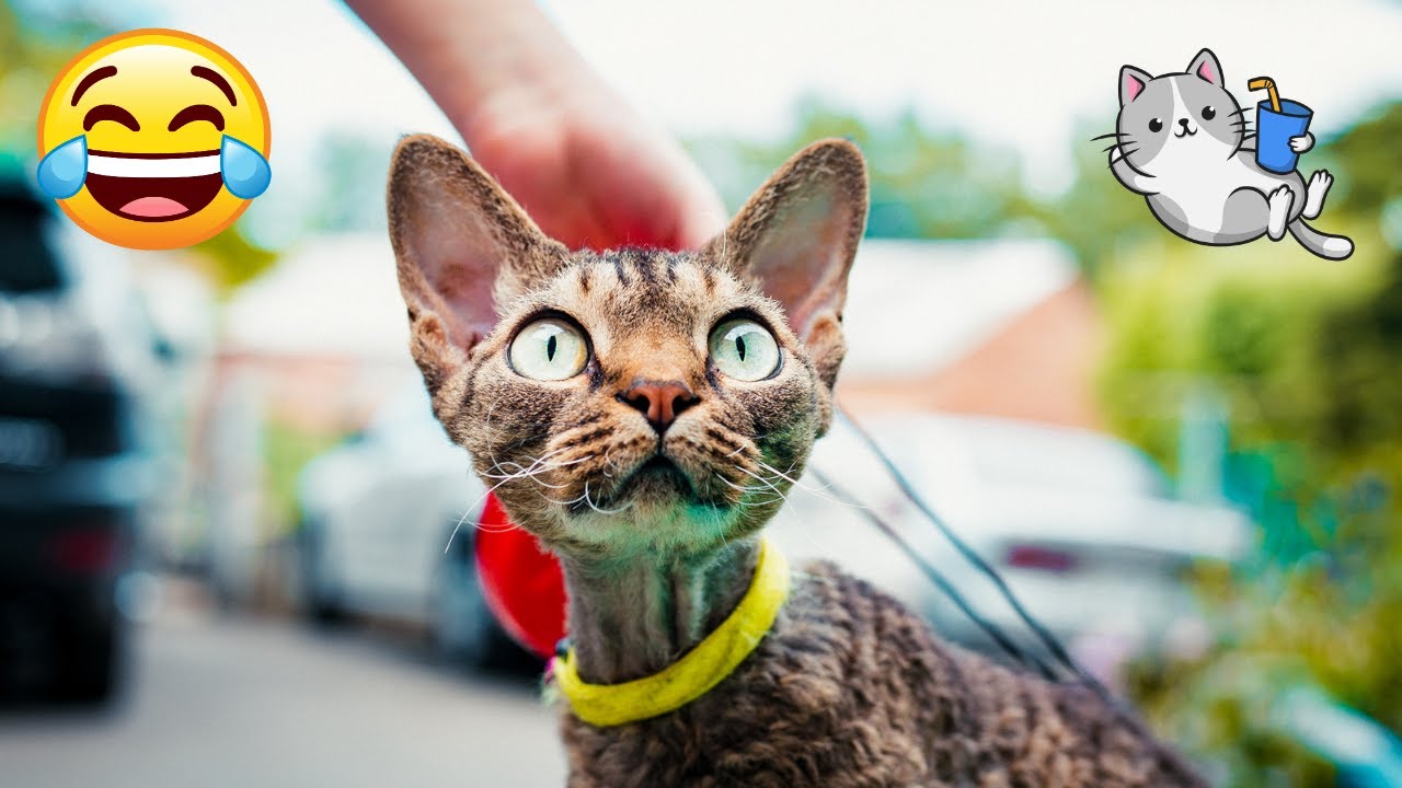 Funniest Cat Videos on the Planet #1- Best Funny Animals Videos | Bebi ...