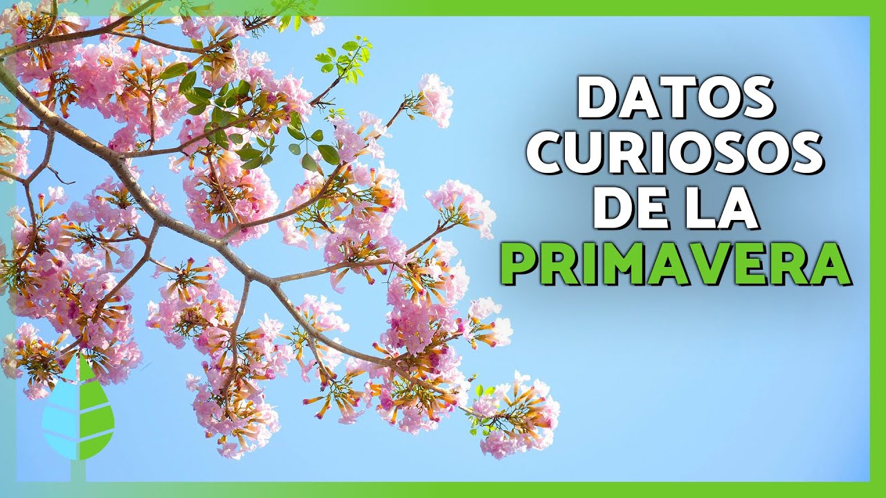 10 CURIOSIDADES sobre la PRIMAVERA que quizás no conocías 🌷🌸 - YouTube
