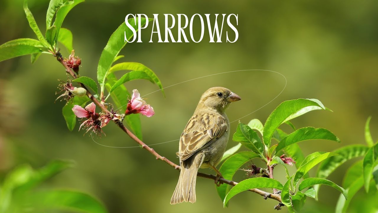 🐦 Sparrow Sing-Along: Fun Sparrow Sounds & Chirping for Kids! 🌟 ...