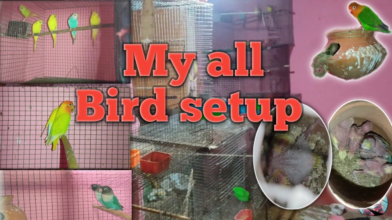 Pets at home Bird cage setup | All bird cage setup | Java love bird and ...