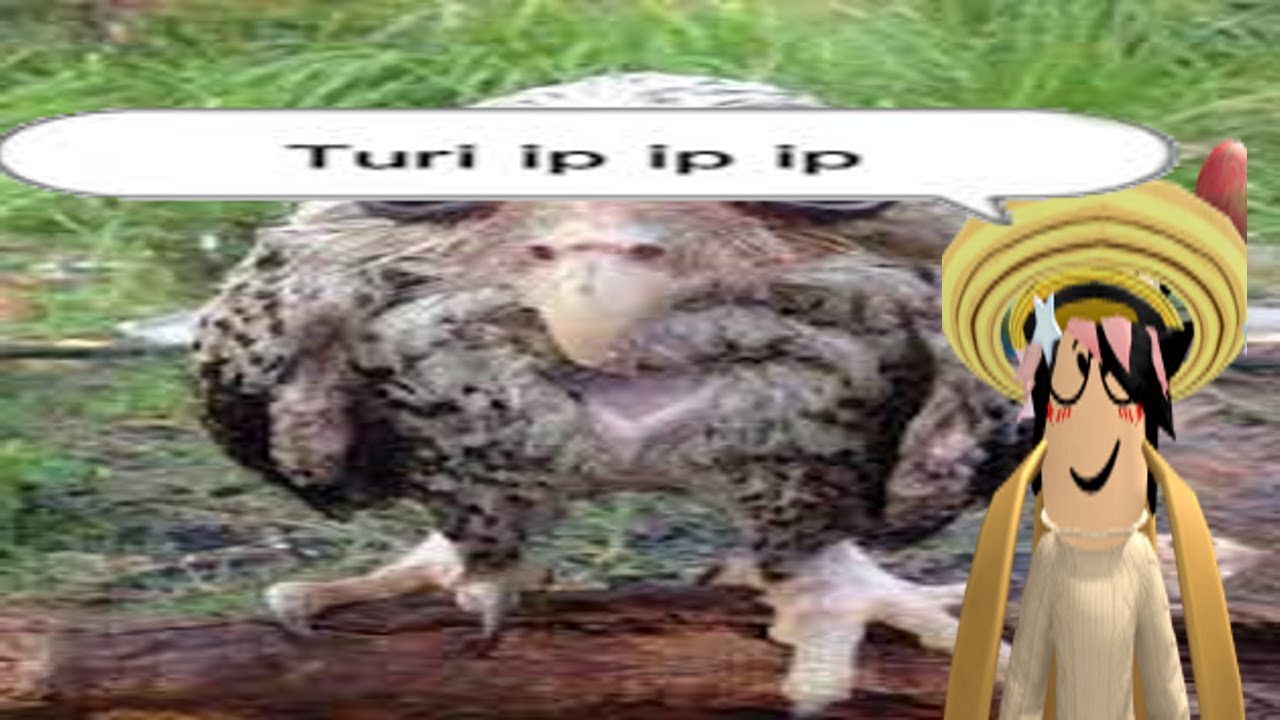 turi ip ip ip - YouTube