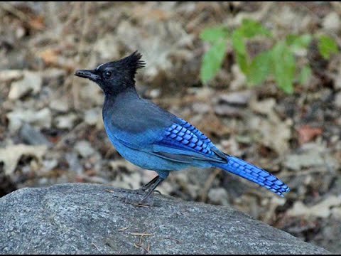 The Stellar Blue Jay in Yosemite - YouTube