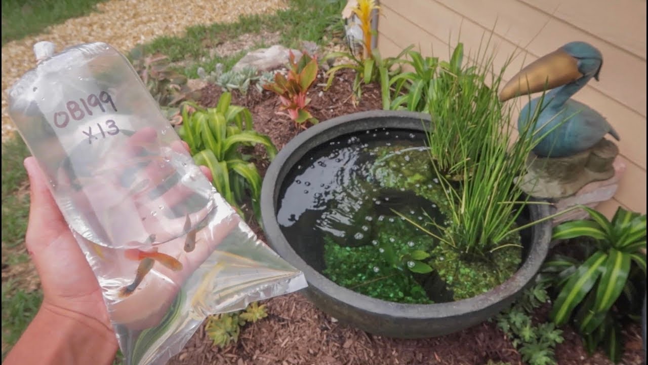 BUYING COLORFUL FISH for PATIO BOWL!!! - YouTube