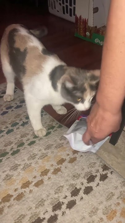 First cat nip for the fur baby! #treats #funny #cats #catnip - YouTube