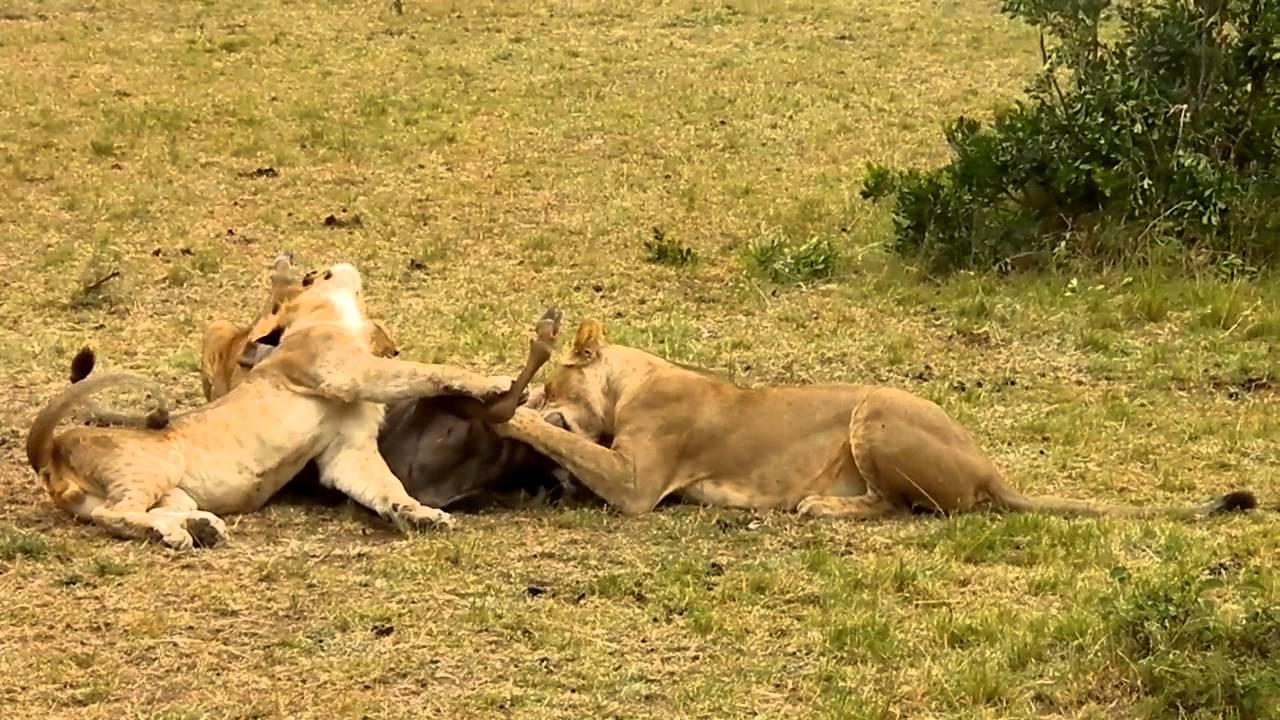 lions feeding on a wildebeest in the bush - YouTube