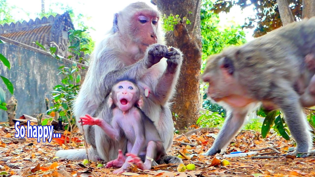 So friendly...Hello tiny baby monkey of mom SARAH. - YouTube