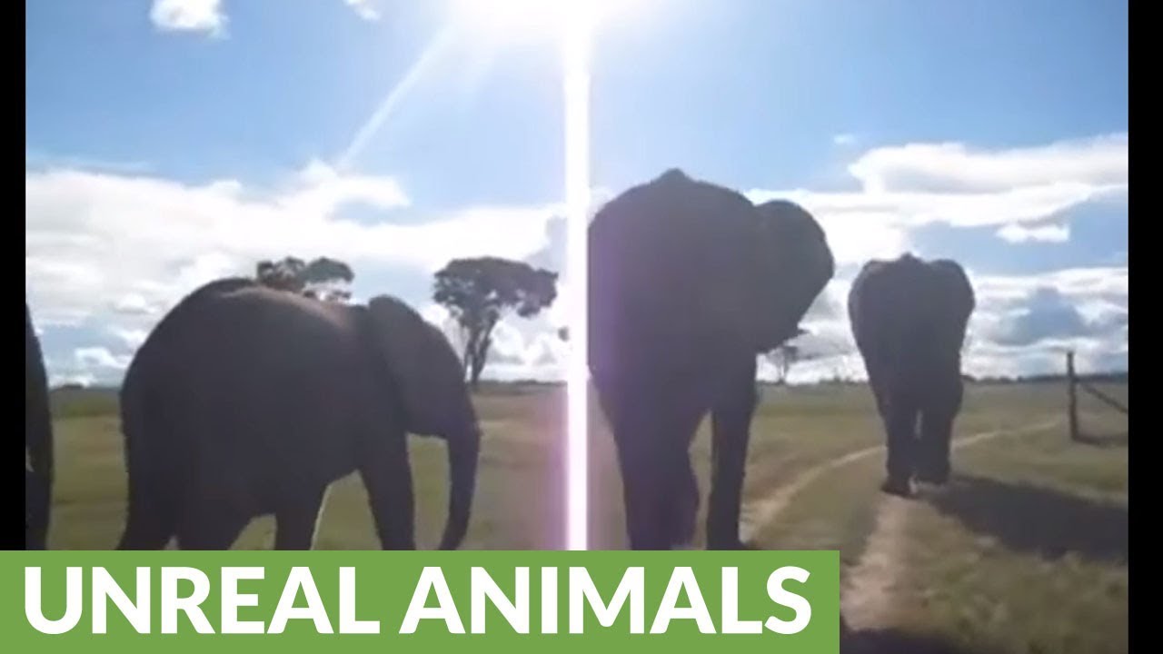 Walking with elephants is a magical experience - YouTube