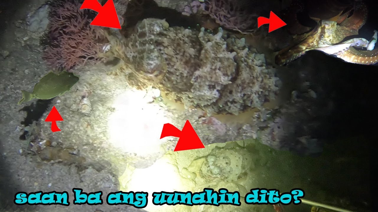 Night spearfishing | Mapagpalang gabi | Cuttlefish | Bagulan | Simpleng ...
