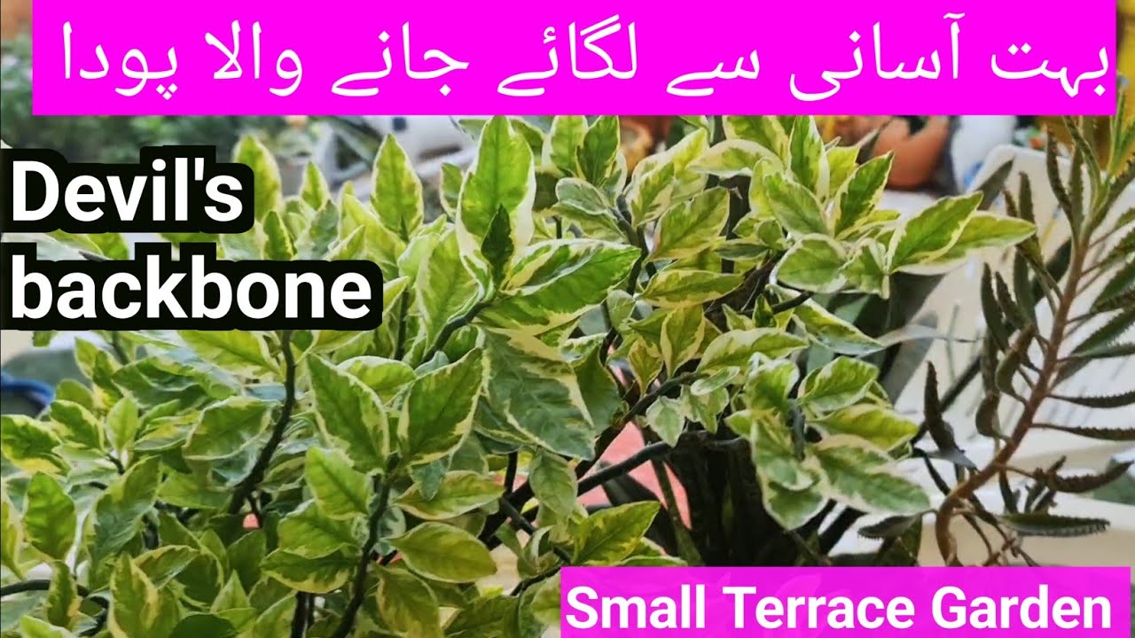 Easy to grow permanent plant| Devils back bone propagation|How to care devil's backbone!! - YouTube