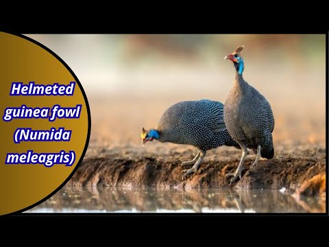 Discover the Helmeted Guinea Fowl: Africa's Magnificent Feathered Gems