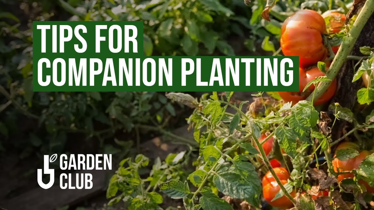 COMPANION PLANTING Strategies: Transform Your Garden with These ...