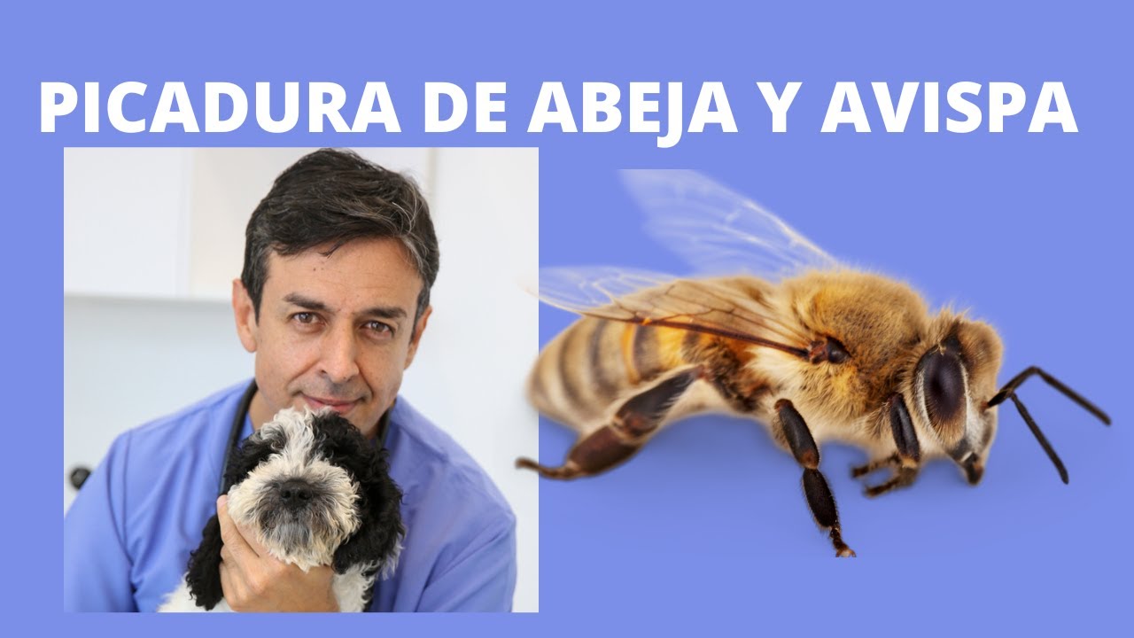 💙 !PICADURA DE ABEJA Y AVISPA EN PERROS Y GATOS!!! 💙 - YouTube