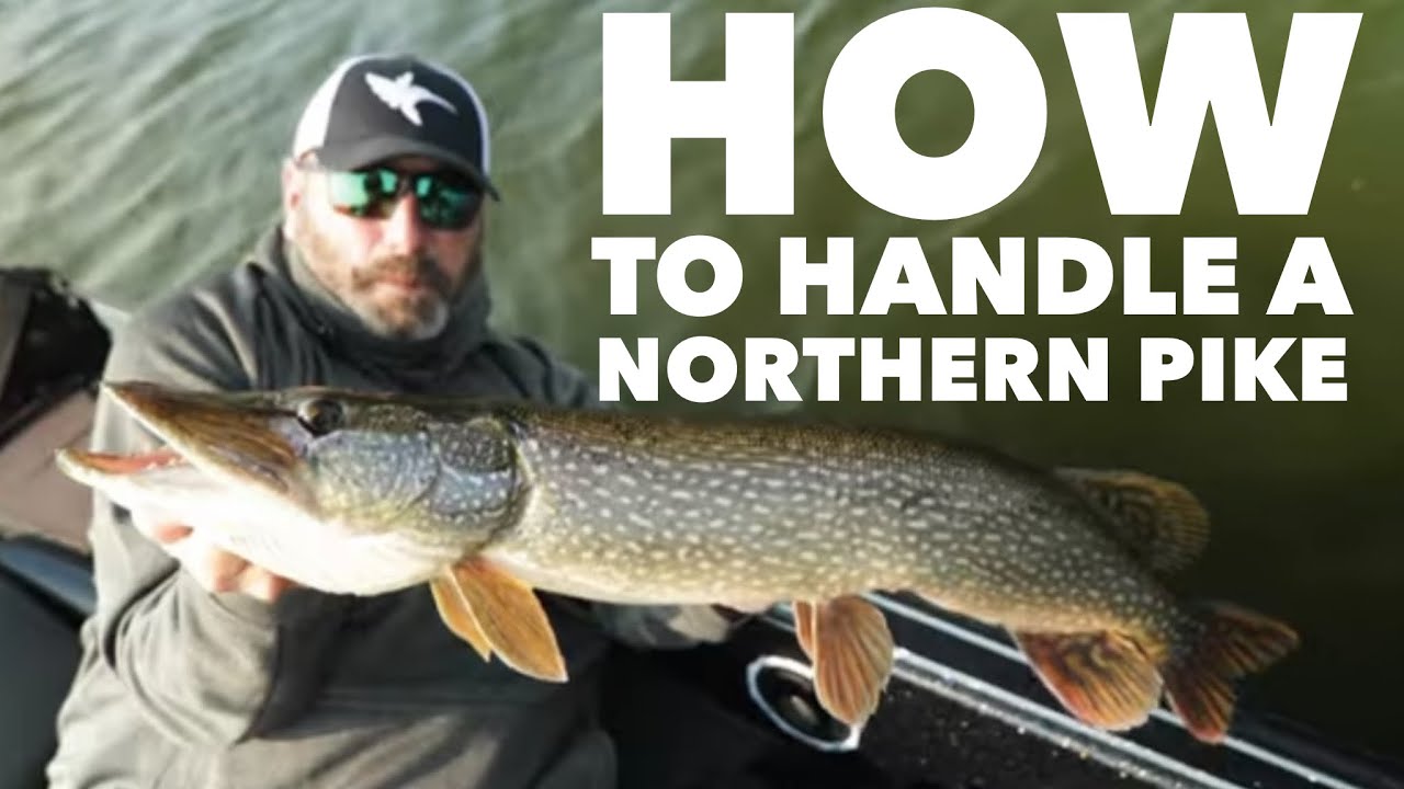 How to Handle A Northern Pike - YouTube