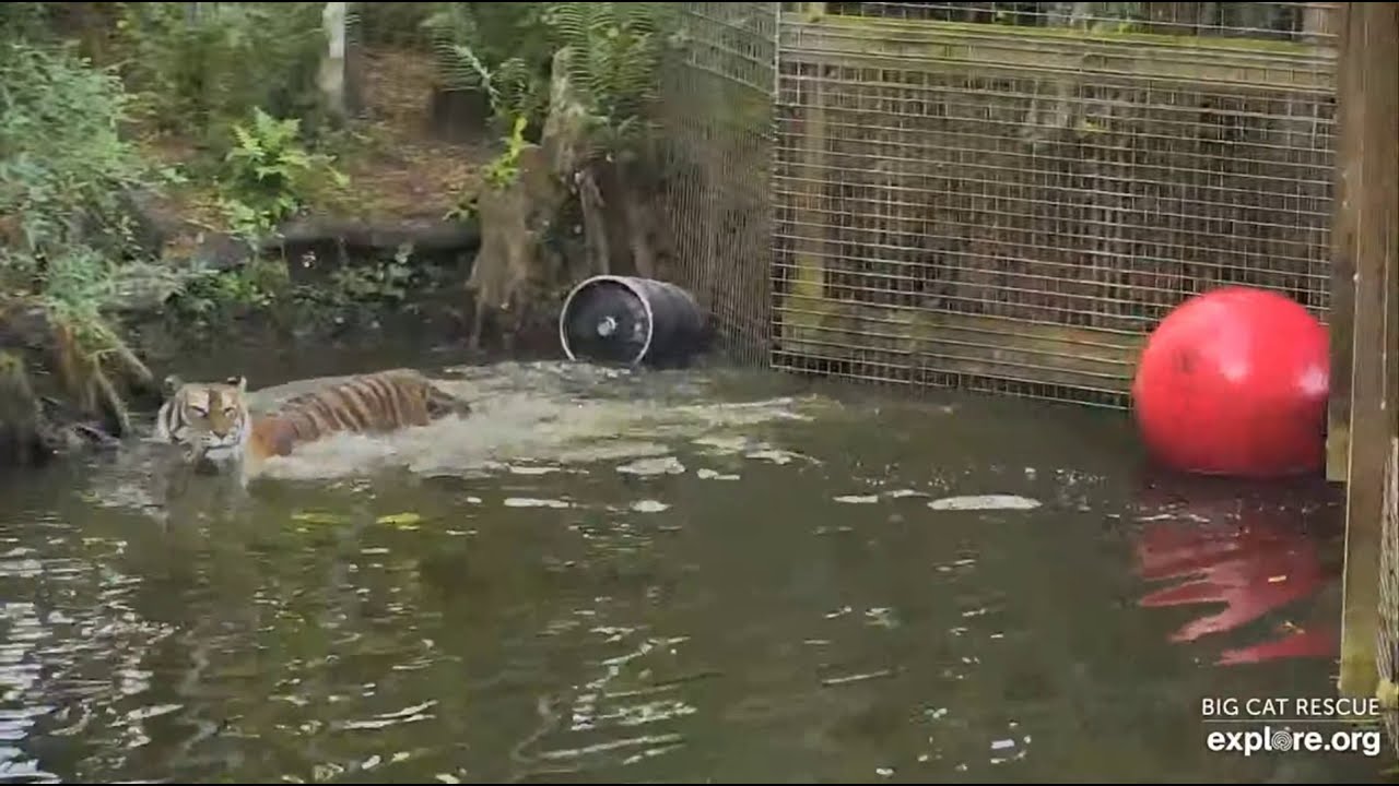 Tiger morning zoomies. Priya tiger and Dutchess tiger at Big Cat Rescue ...