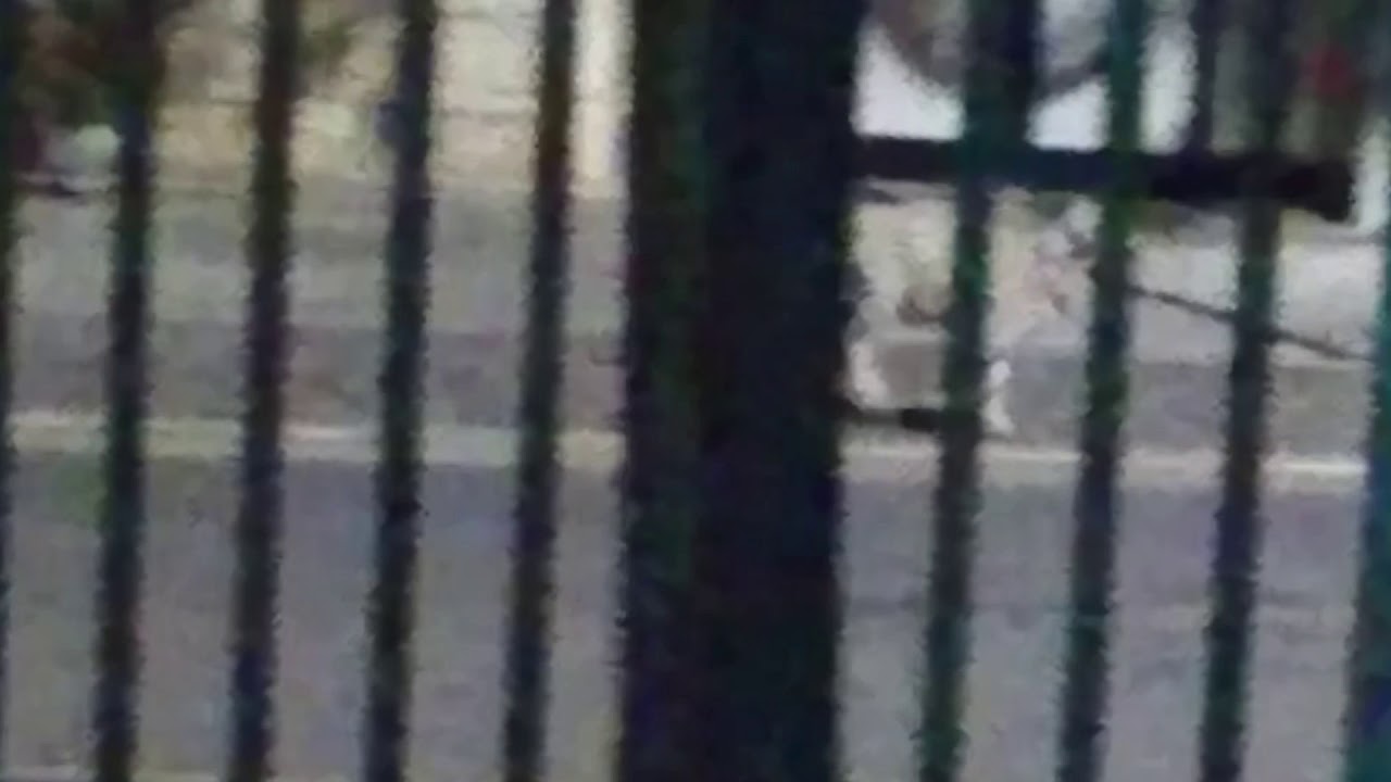 Strange Creature Caught on Camera - YouTube