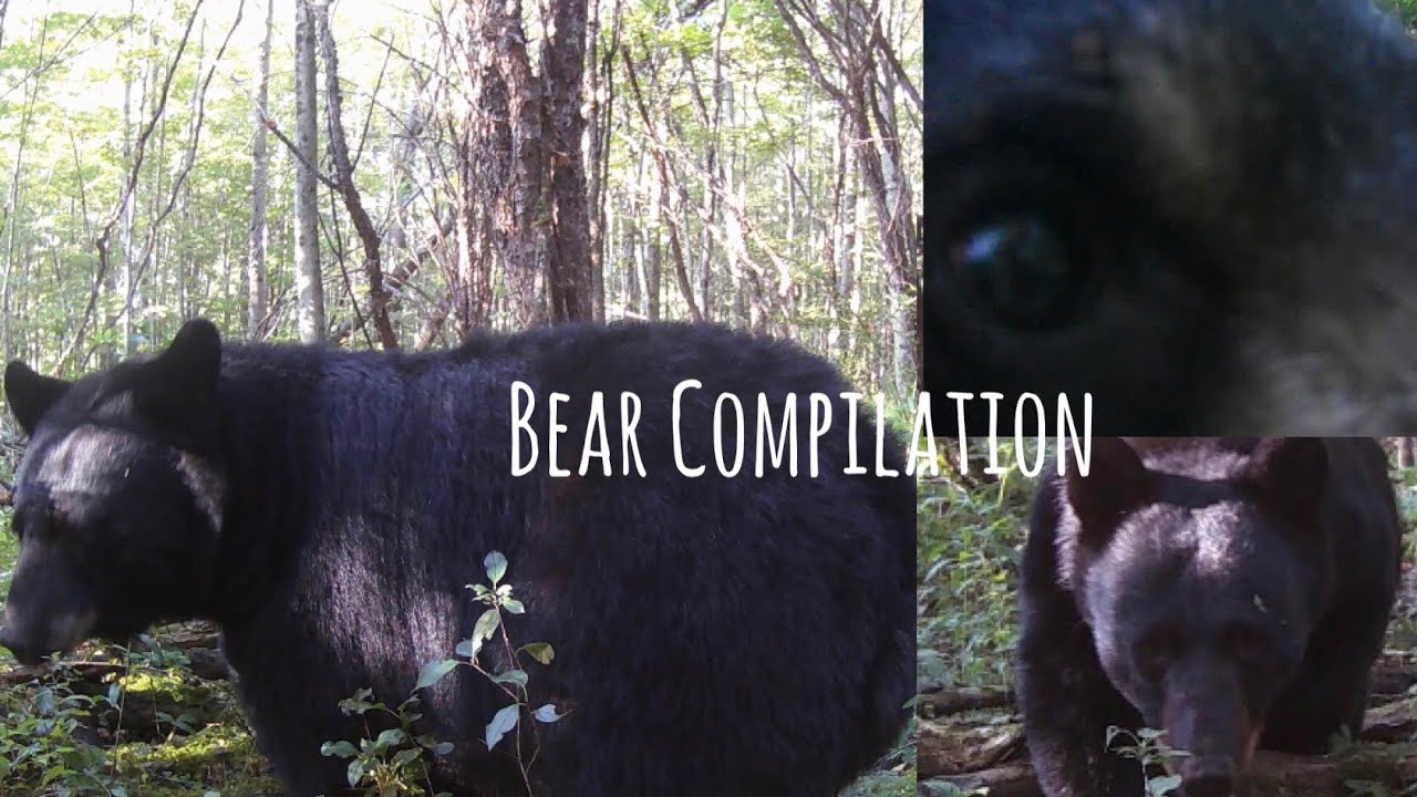 Compilation of Bear Trail Camera Videos - YouTube