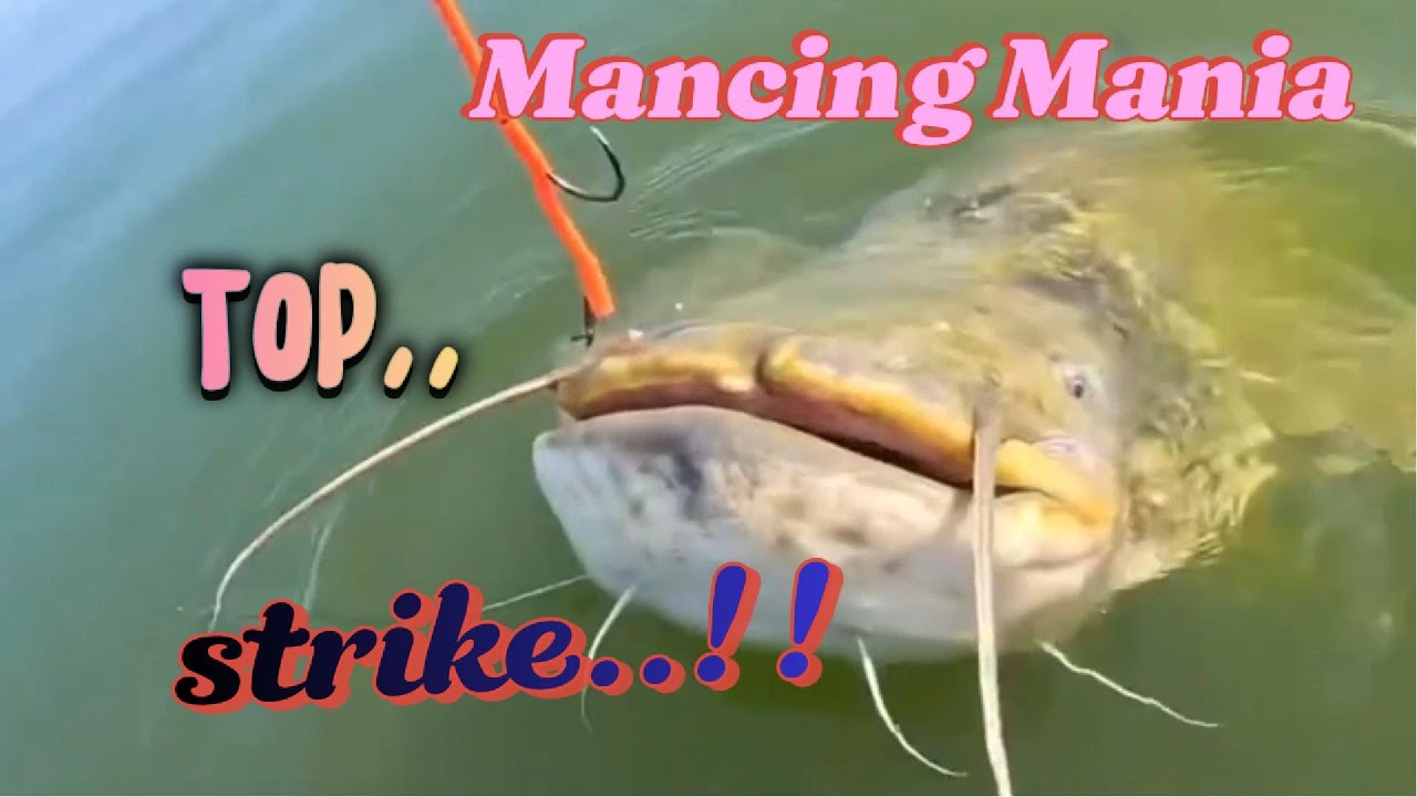 Strike Mancing Mania Top @anekajudul - YouTube