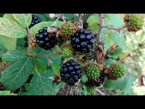 Rubus ulmifolius (Elmleaf blackberry)