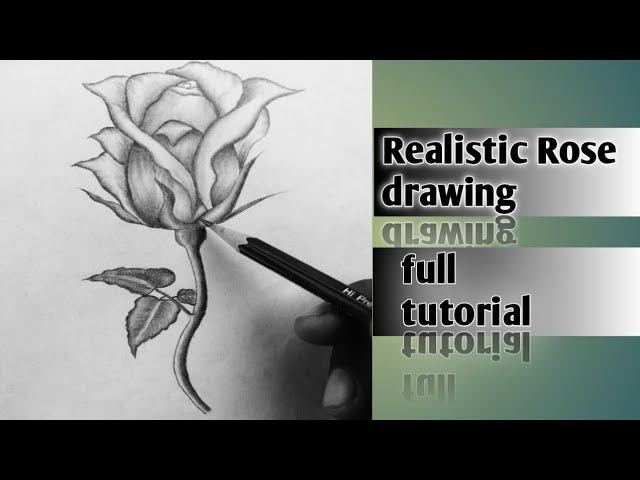 Single Rose Pencil Drawing