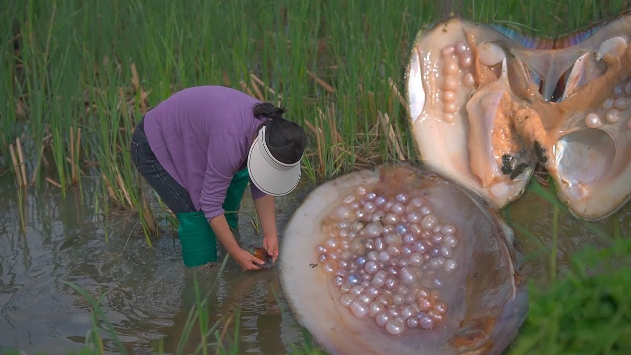 Real pearl in oyster/ clams, real wild pearl collection, freshwater ...