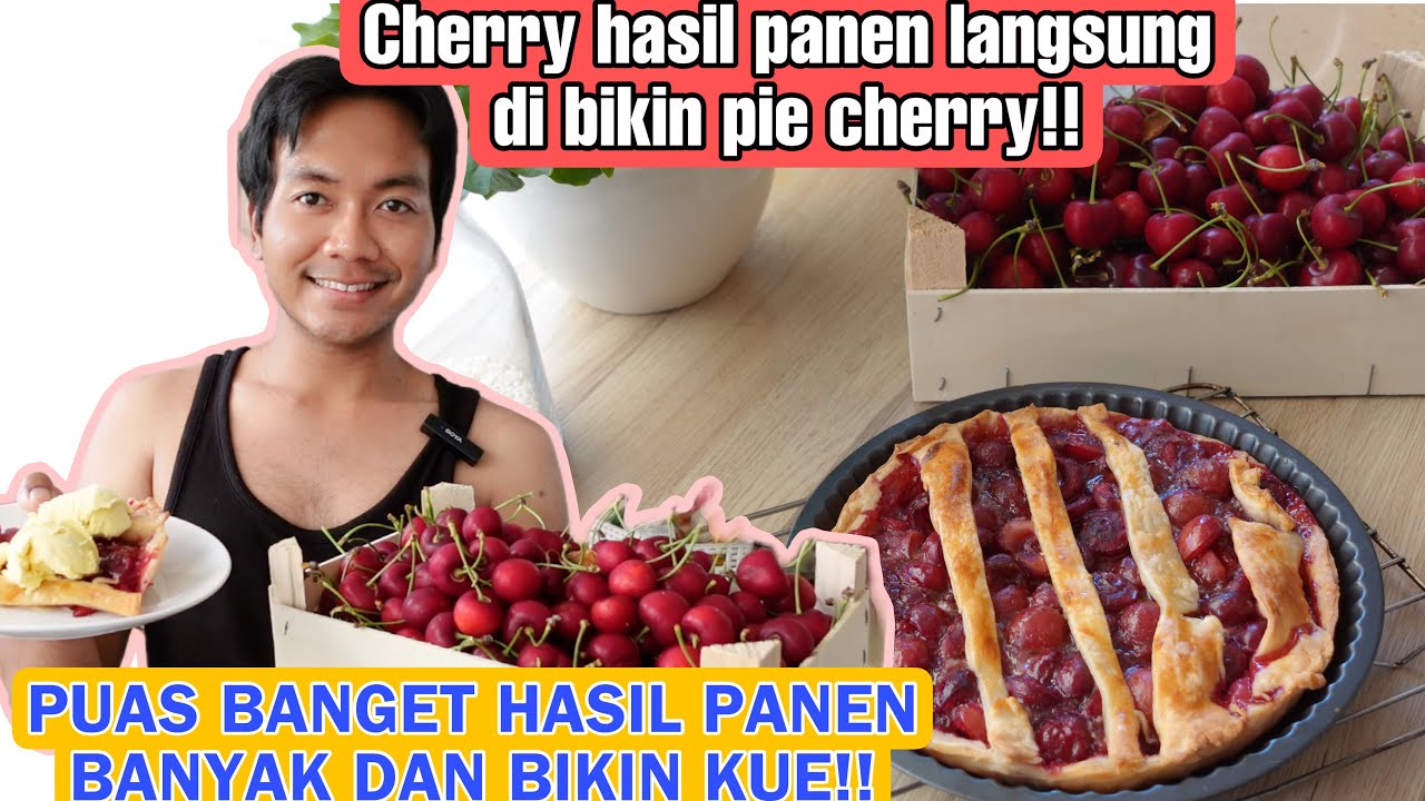 HASIL PANEN CHERRY LANGSUNG DI BIKIN PIE CHERRY !! PUAS BANGET HASIL ...