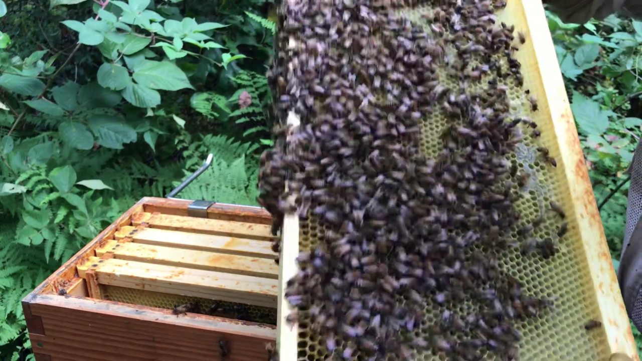 Beekeeping. Hive split is building up for winter. - YouTube