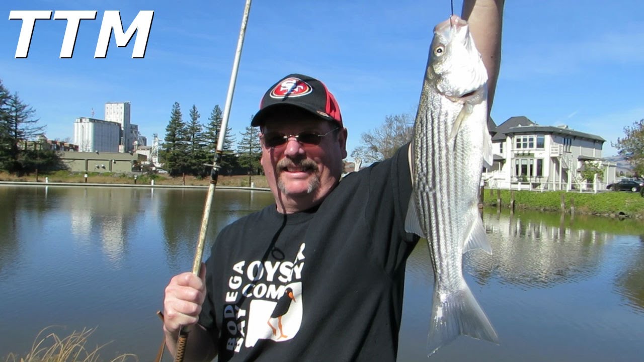 Fishing for Striped Bass in the Petaluma River Turning Basin - YouTube