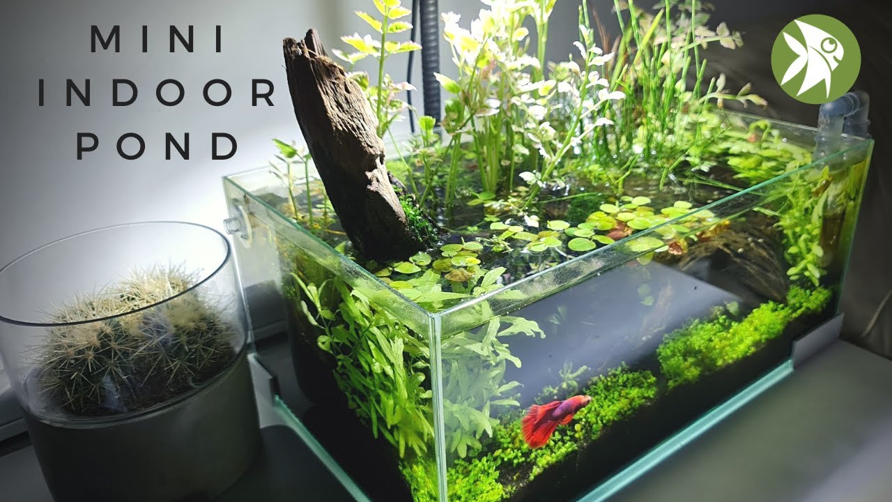 AQUASCAPE TUTORIAL - LOW TECH Shallow Planted Aquarim [ Nano Aquascape ...