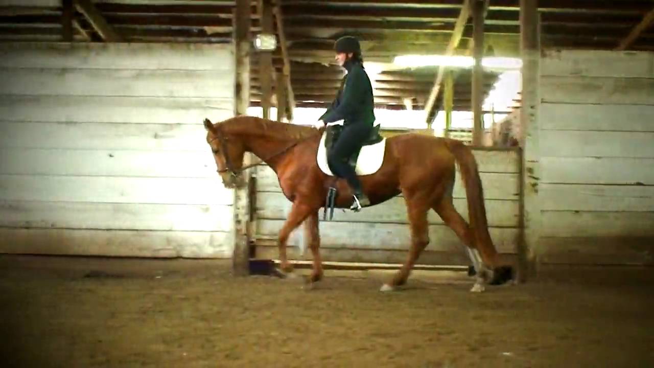 Velkin - Hanoverian Mare - V2 - YouTube