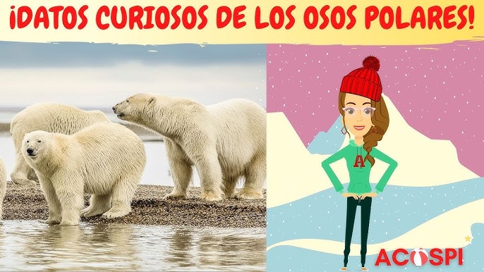 Imágenes De Osos Polares Para Niños Osos Polares En Una Flotación