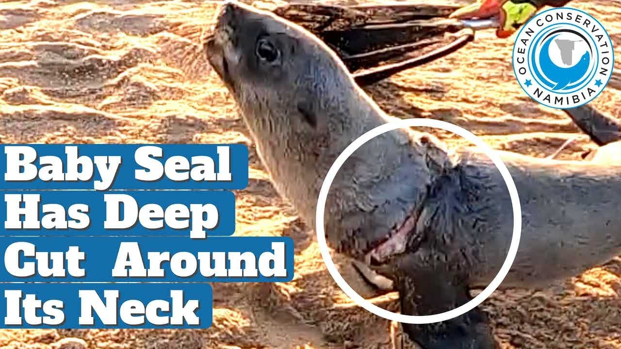 Baby Seal Has Deep Cut Around It's Neck - YouTube