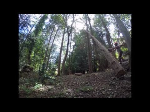 Whole Tree Rigging - YouTube