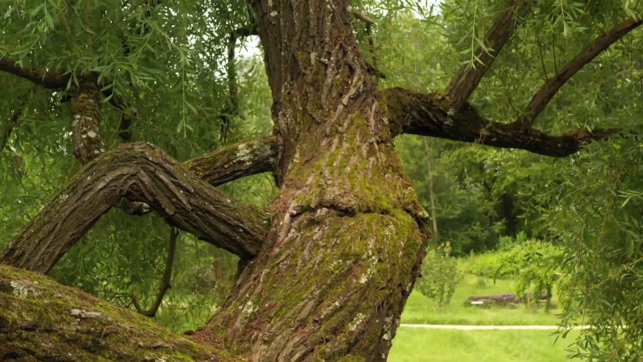 Un arbre remarquable Le saule Pleureur - YouTube