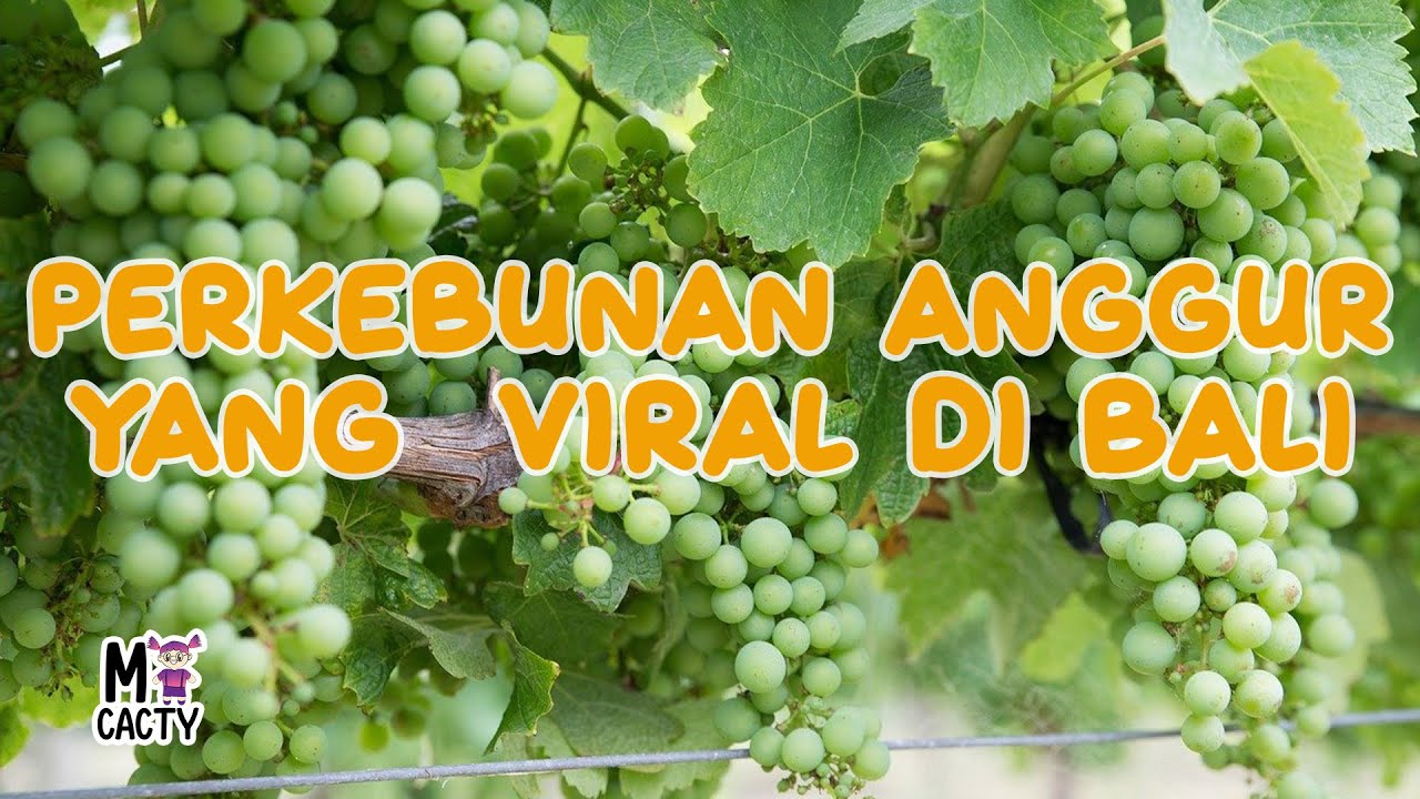 Hatten Wines Vineyard Bali, Kebun Anggur yang Sedang Viral - YouTube