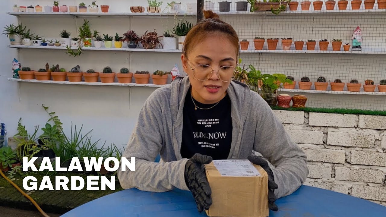 jom unboxing bibit succulent baru sampai - YouTube