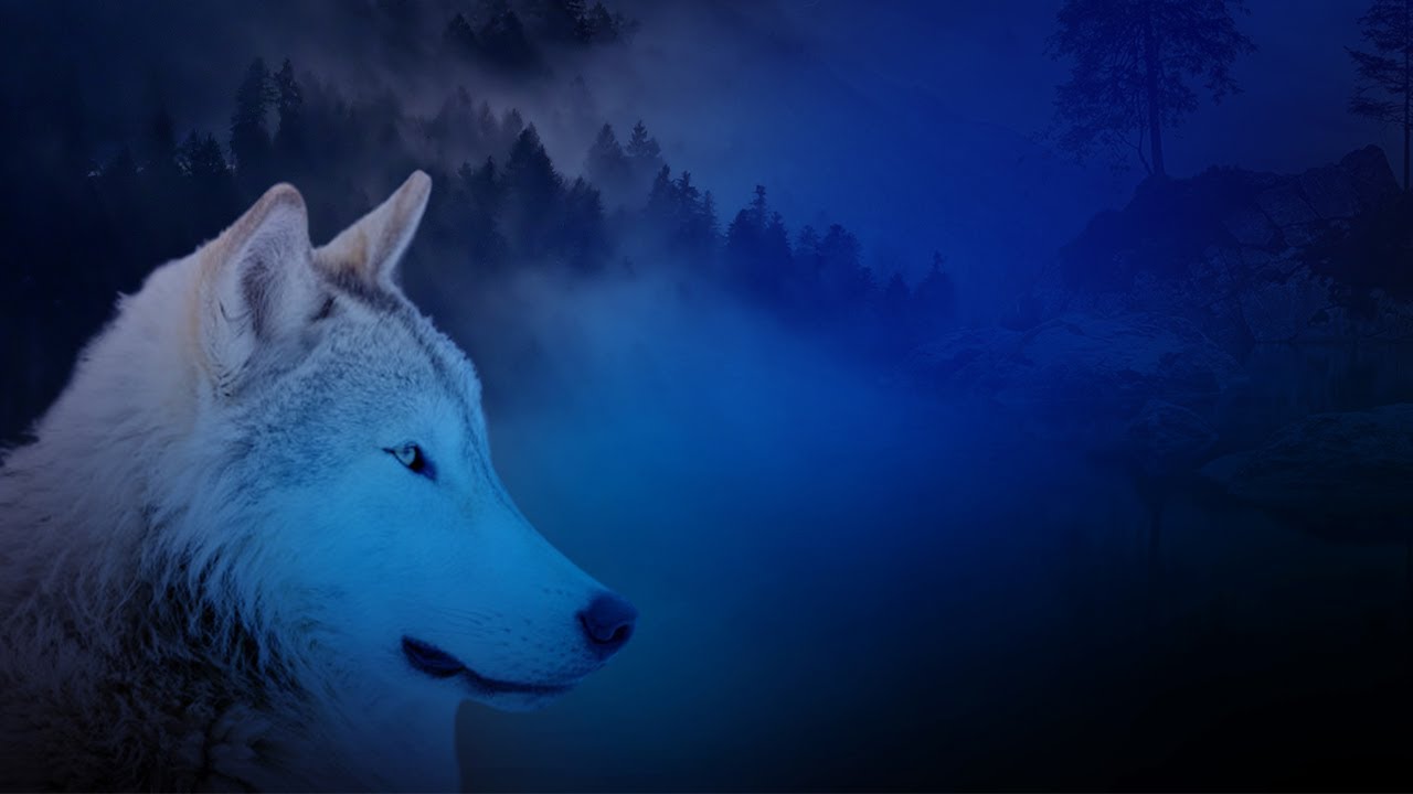 The Making of a Wolf Photo | Manipulation using Stock Images ...