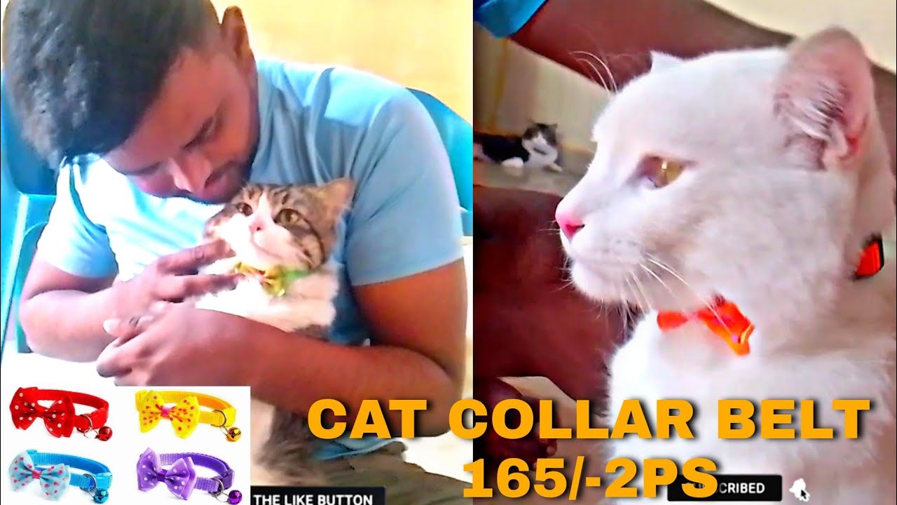 Cat Belts | Cat Collar Belt | Fancy Belt for Cats | Cat Belts - YouTube