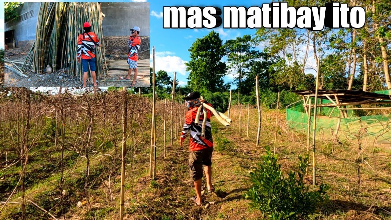 BAGONG TRELLIS/BALAG PARA SA PATOLA - YouTube