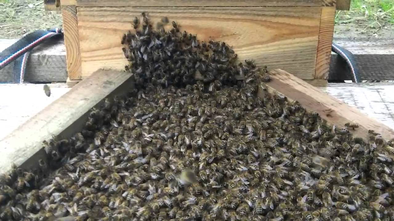Warre bee hive construction & swarm - YouTube