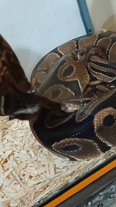 ULAR PITON 3 BALL PYTHON Strike Makan Burung? - YouTube