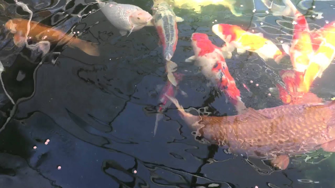 Koi relax - YouTube