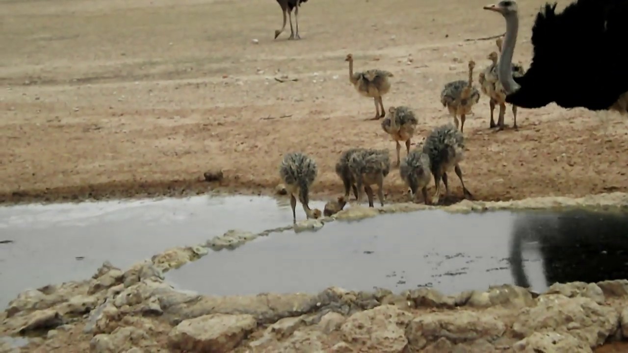Ostrich vs Crow - YouTube