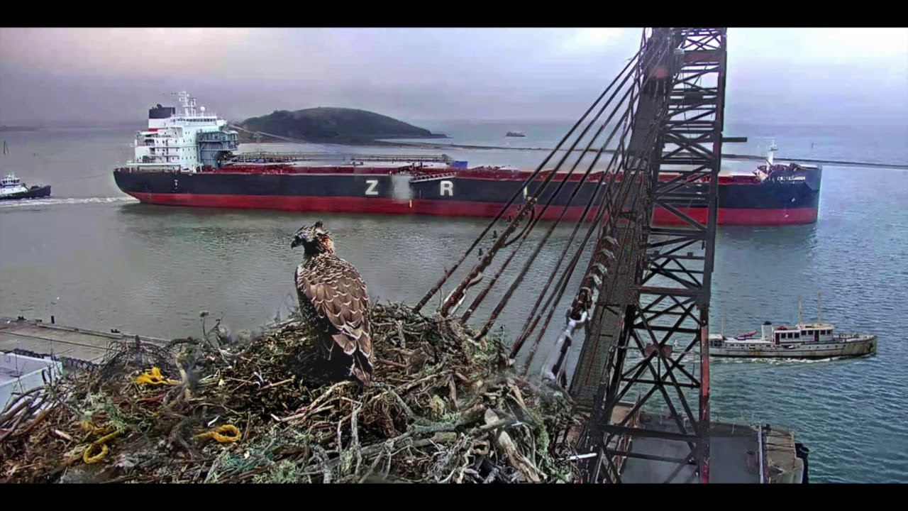 craigor's Parade of Osprey Memes - YouTube