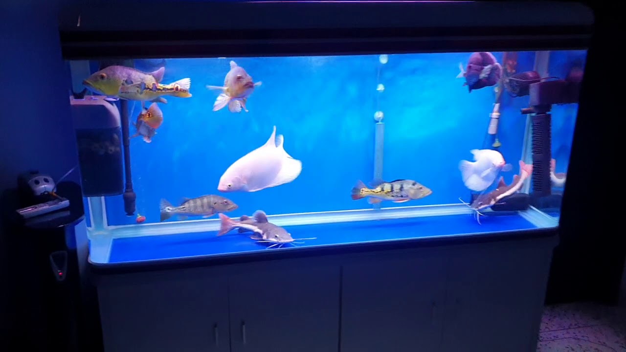 Monster fish tank - YouTube