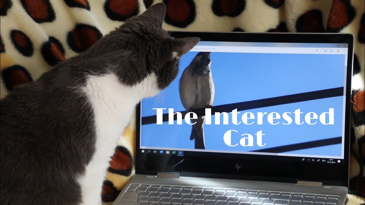 The interested Cat. - YouTube
