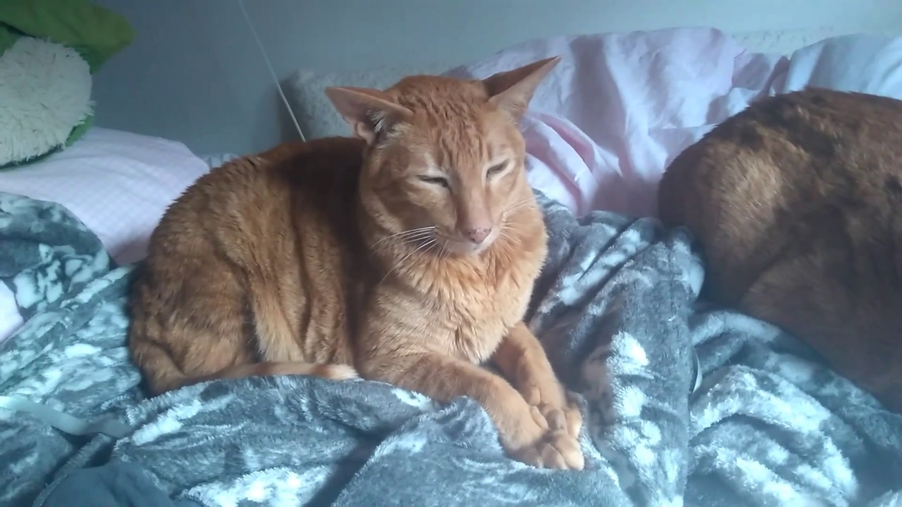 Two happy cats - YouTube