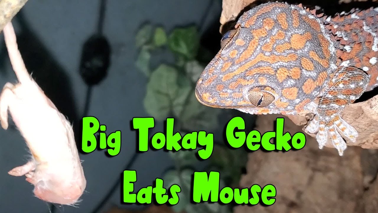 Big Male Tokay Gecko Eating Mouse - YouTube